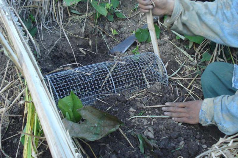 Agriculture - Gallery (Rodent Control)