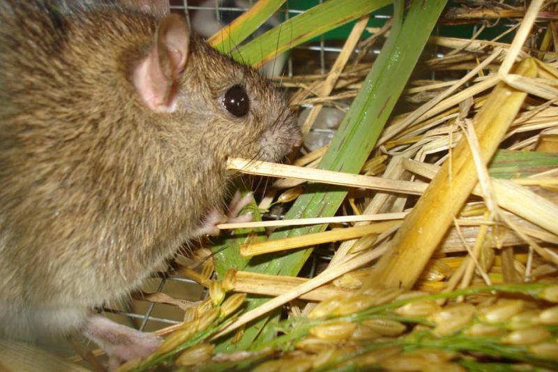 Agriculture - Gallery (Rodent Control)