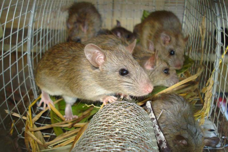 Agriculture - Gallery (Rodent Control)